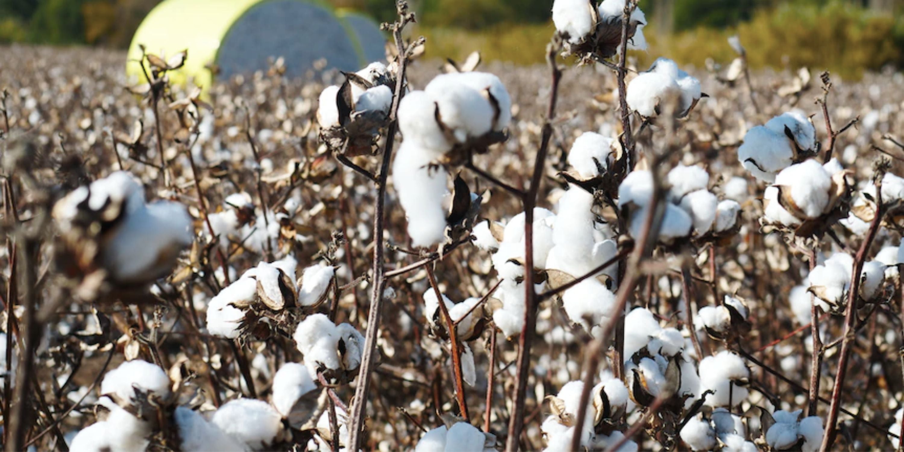 "Sustainable Luxury: Inside the Cotton Industry for High-End Fashion ...